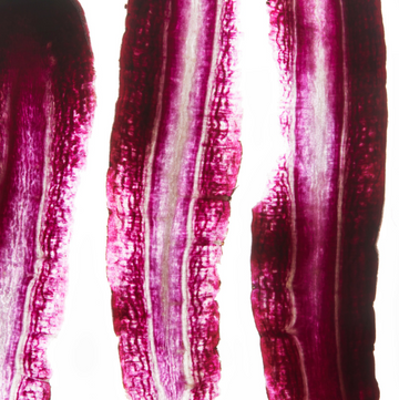 Rest - All Natural Sleep Aid for just £15 – INDI