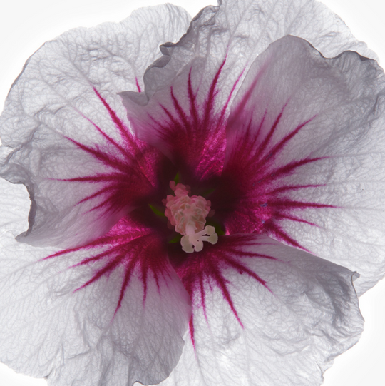 Rest - All Natural Sleep Aid for just £15 – INDI